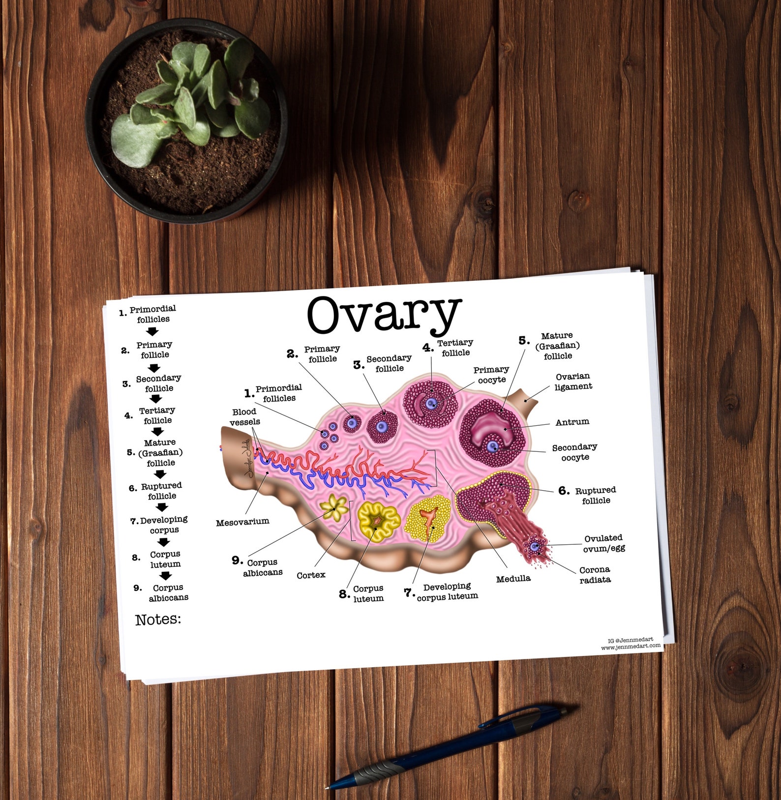 Ovary Anatomy Coloring Page LABELED Digital Download Female ...