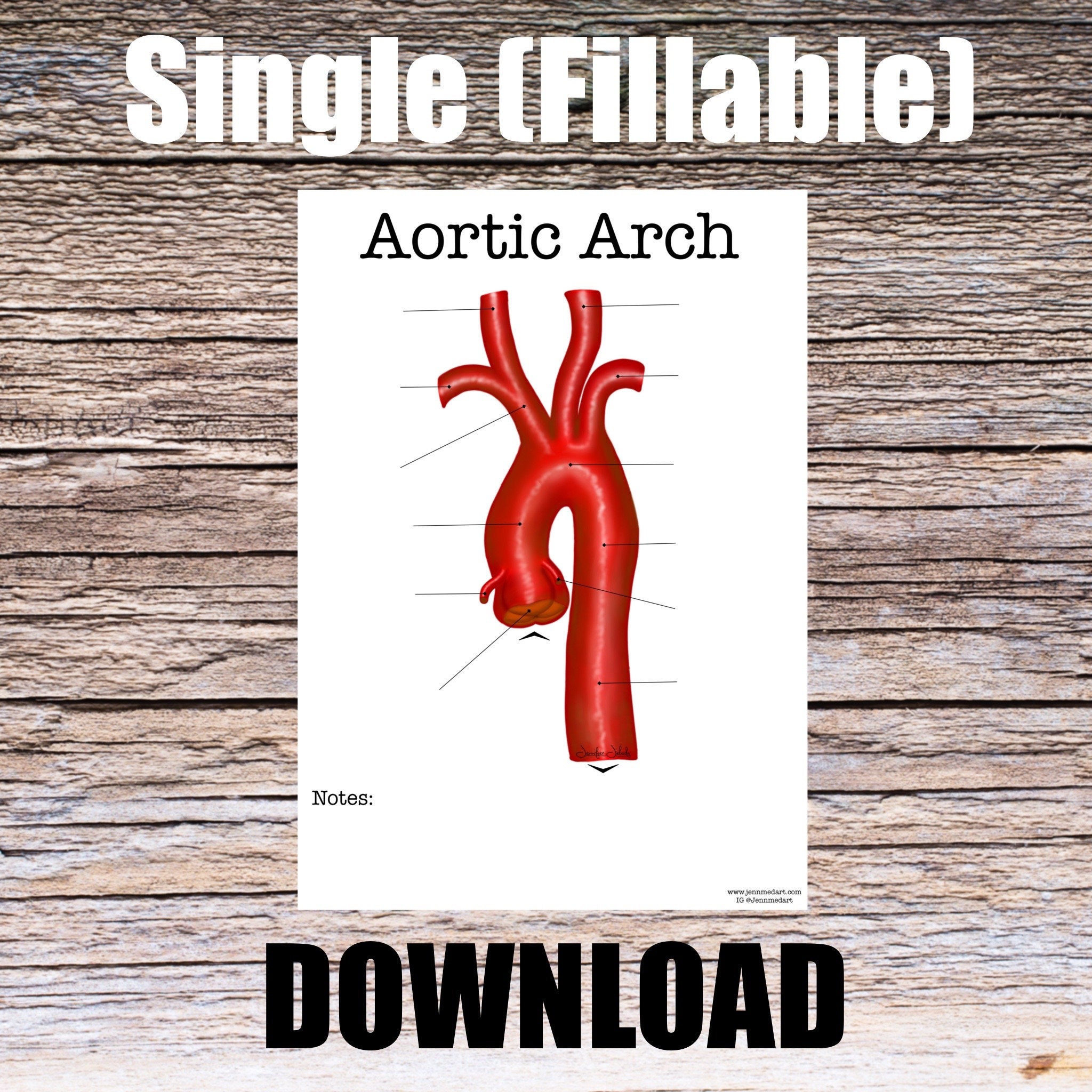 Aortic Arch Anatomy