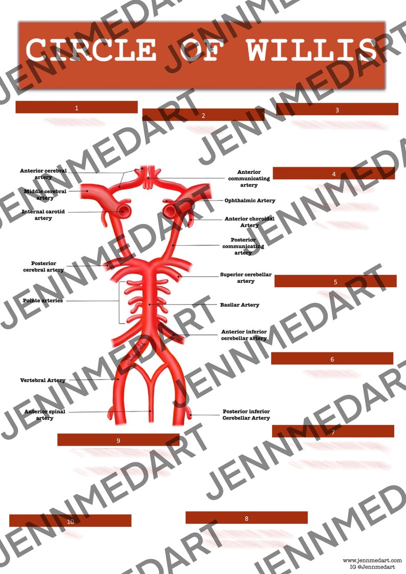 Circle of Willis Anatomy QUIZ Worksheet + Answers - Digital Download ...