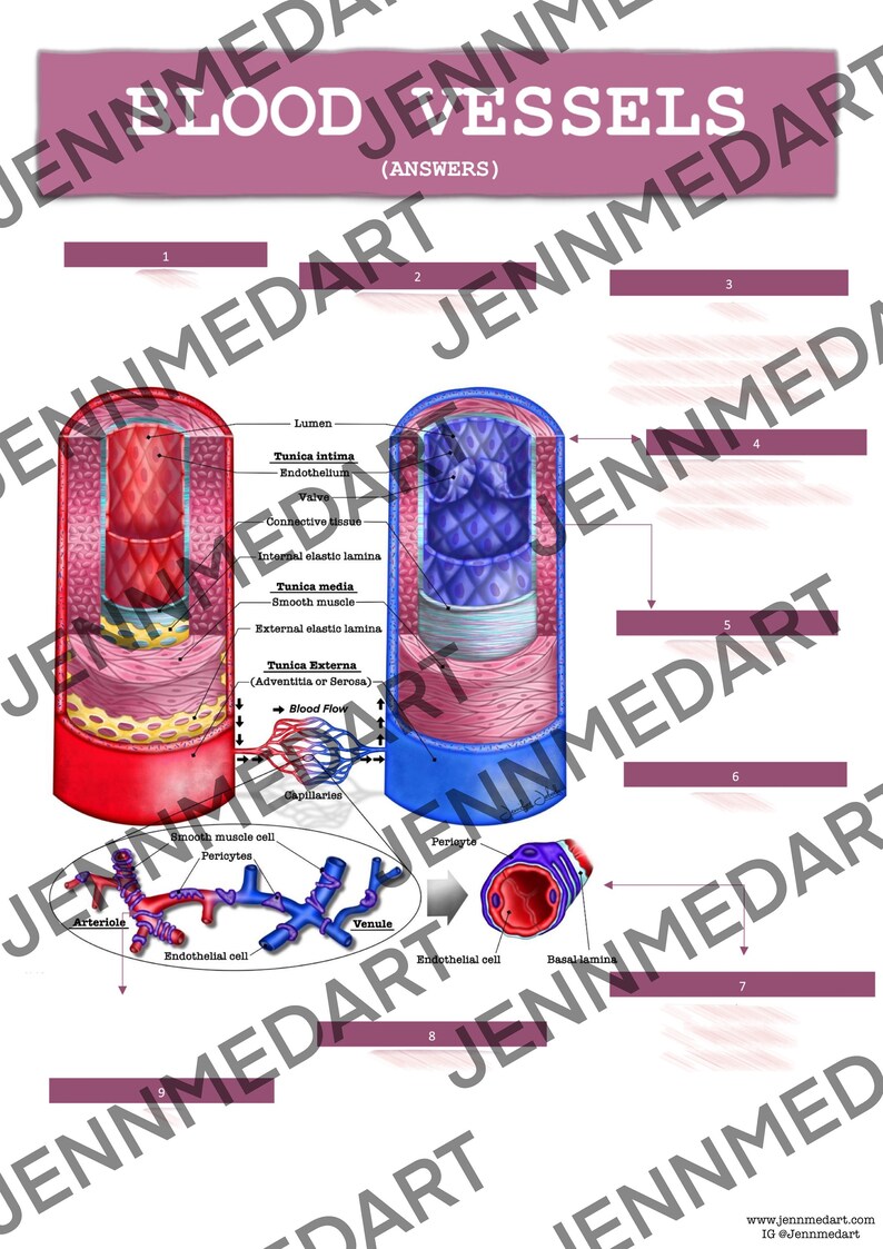 Blood Vessels Anatomy QUIZ Worksheet Answers Digital Download Printable ...