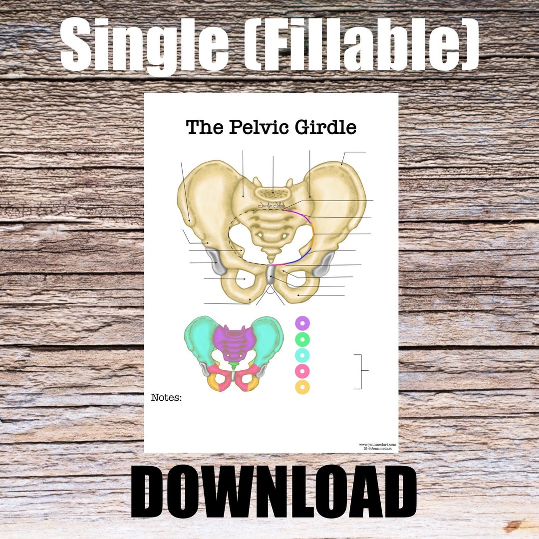 Pelvis Girdle Anatomy Worksheet- Single FILLABLE- Digital Download ...