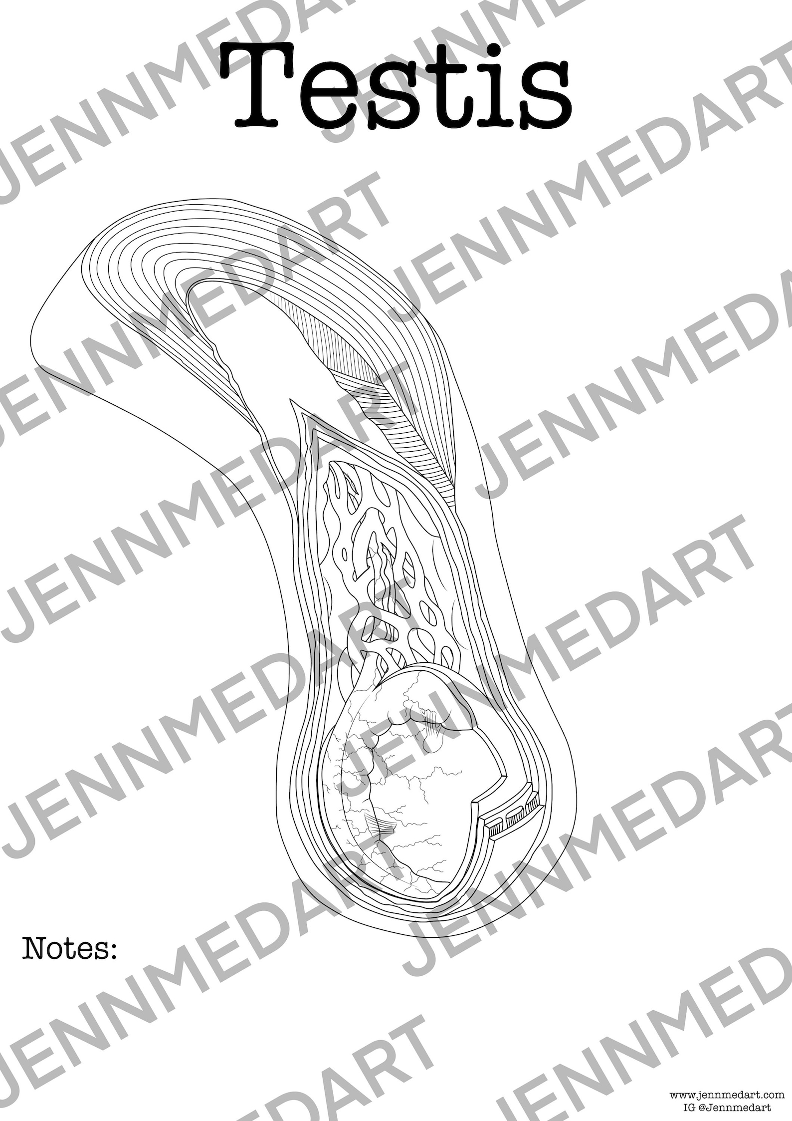 Testis Anatomy Coloring Page- BLANK- Digital Download Penis Scrotum ...