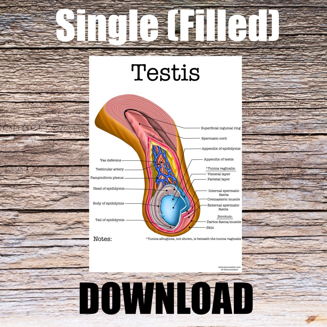 Testis Anatomy Worksheet Single Filled Digital Download Human Anatomy