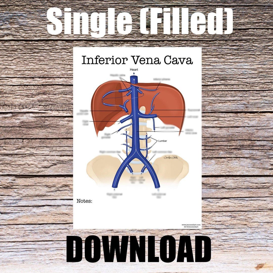 Inferior Vena Cava Anatomy Worksheet- Single FILLED- Digital Download ...