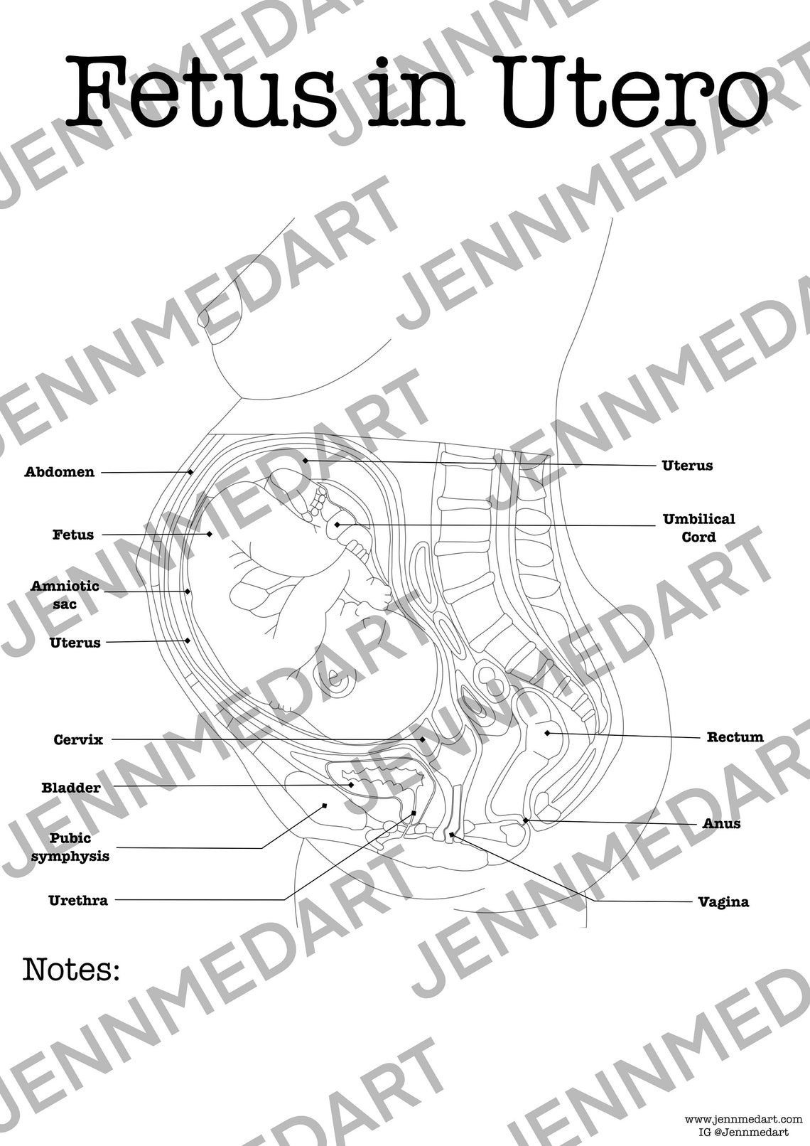 Fetus in Utero Anatomy Coloring Page- LABELED- Digital Download Fetal ...