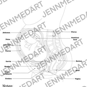 Fetus in Utero Anatomy Coloring Page- LABELED- Digital Download Fetal ...