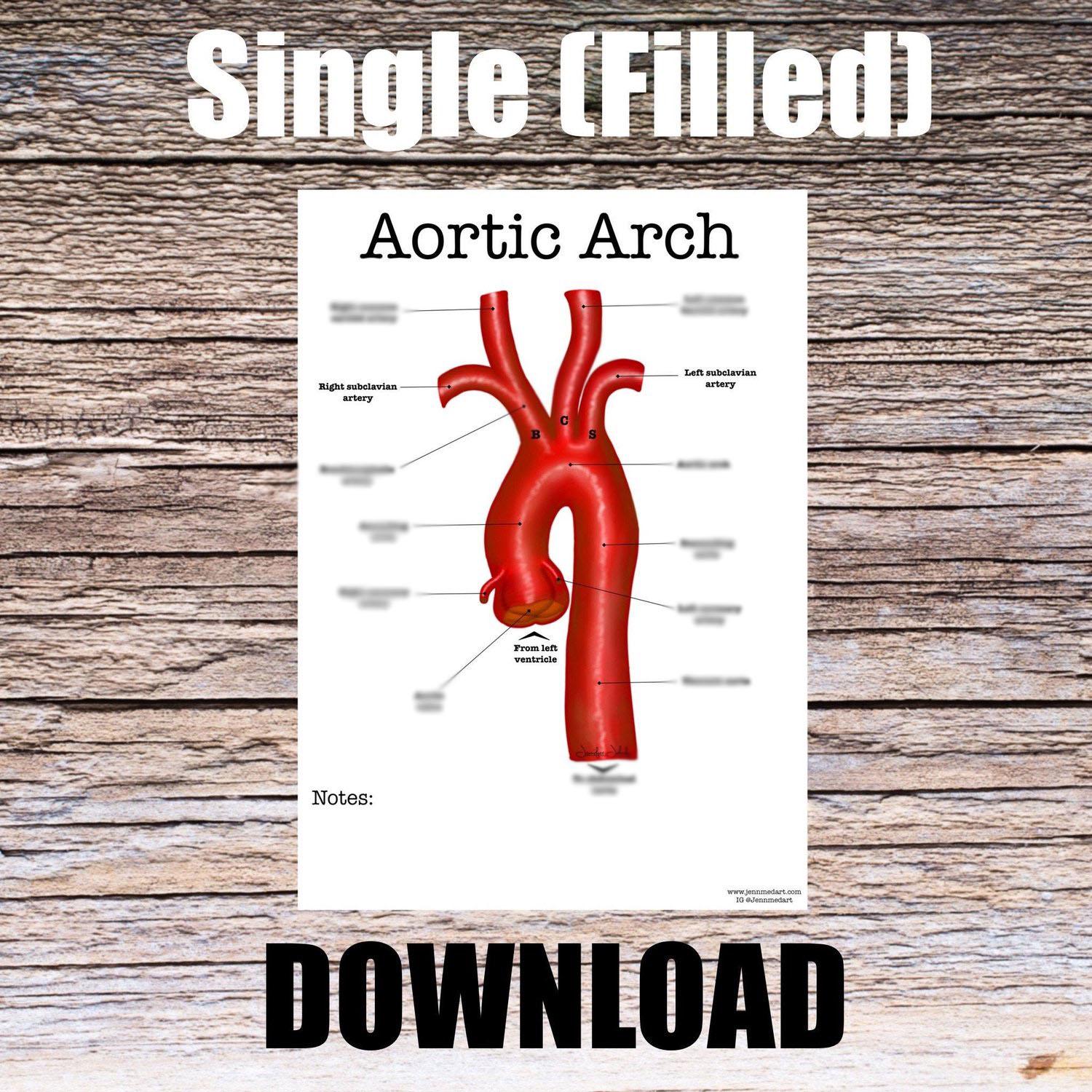Aortic Arch Anatomy Worksheet- Single FILLED- Digital Download Human ...