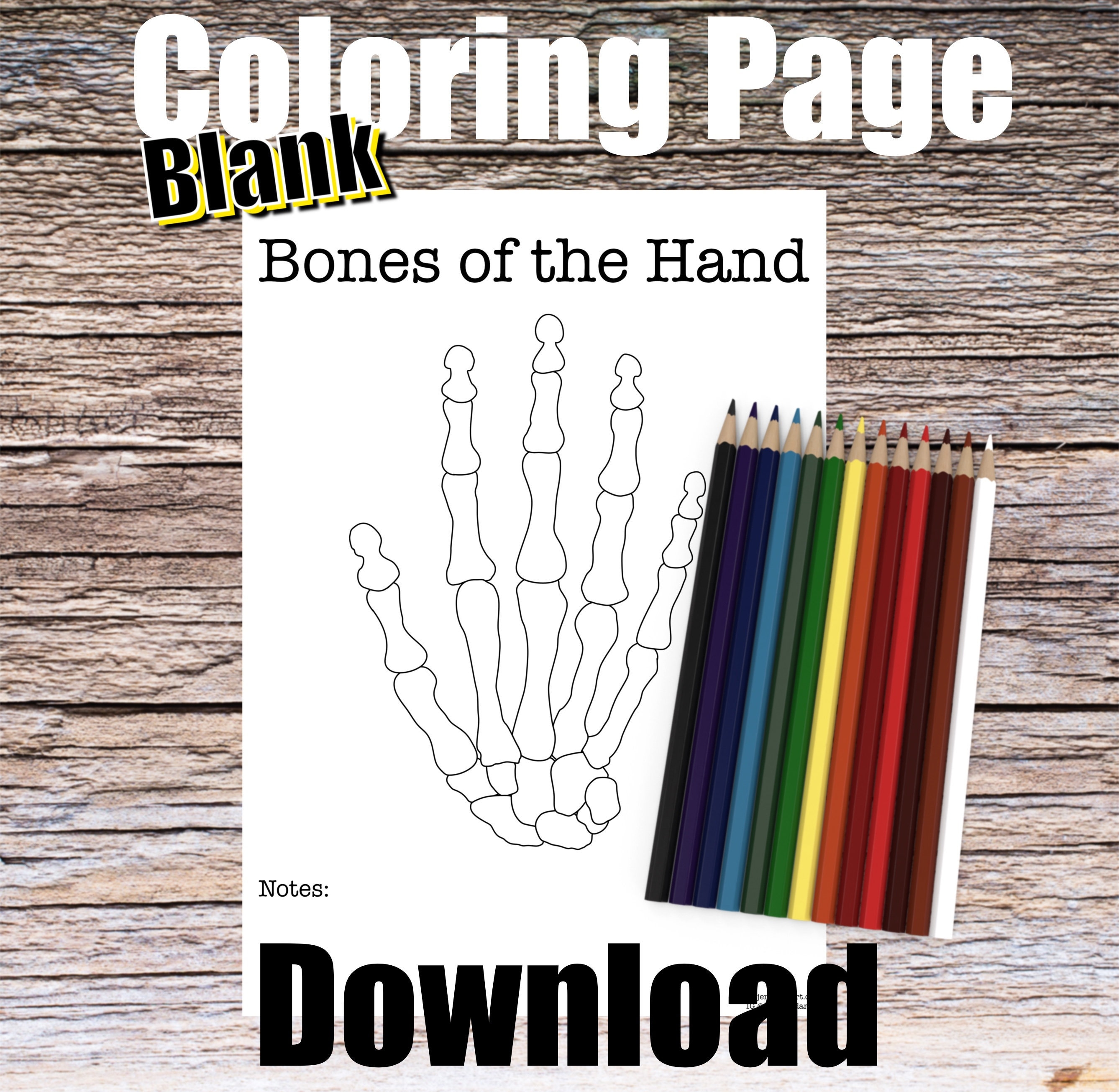 Bones of Hand Anatomy Coloring Page- BLANK- Digital Download Finger ...