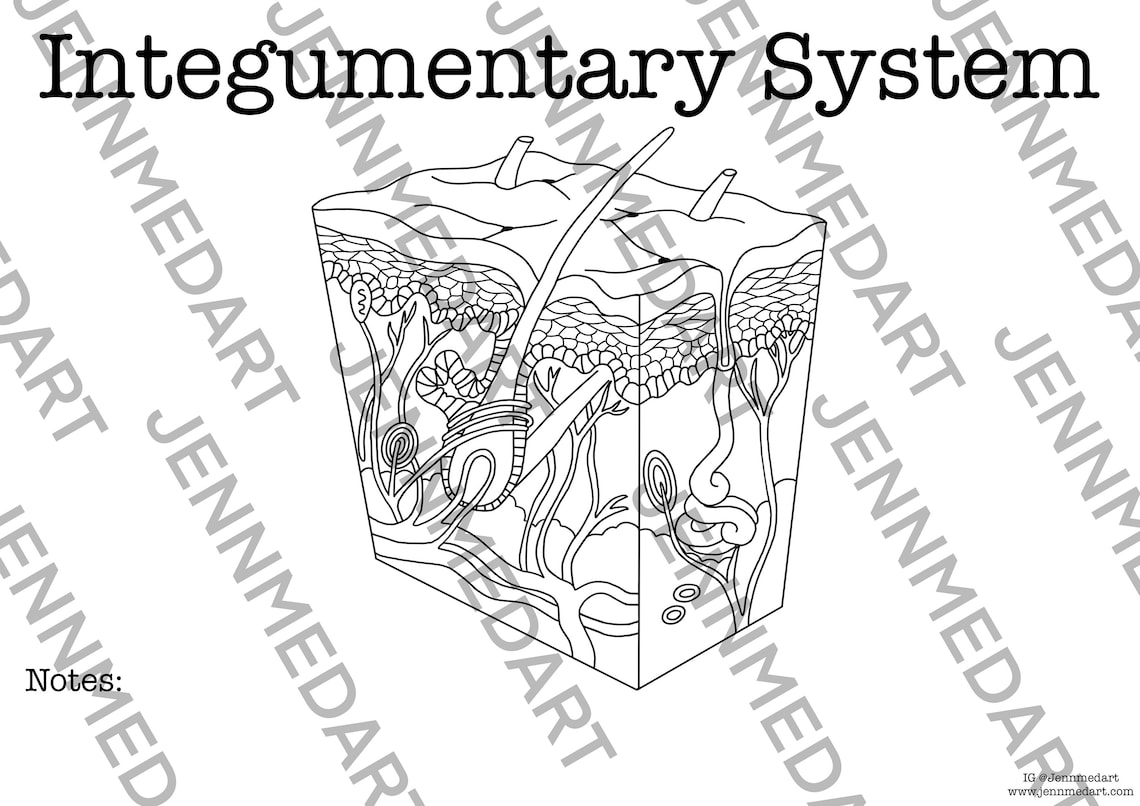 Integumentary Anatomy Coloring Page- BLANK- Digital Download Skin ...