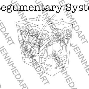 Skin Integumentary System Coloring Worksheet Sketch Coloring Page