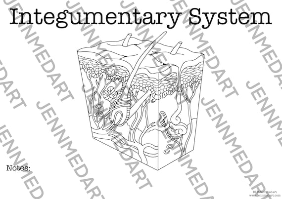 Integumentary System Worksheet Anatomy Of Cancer And