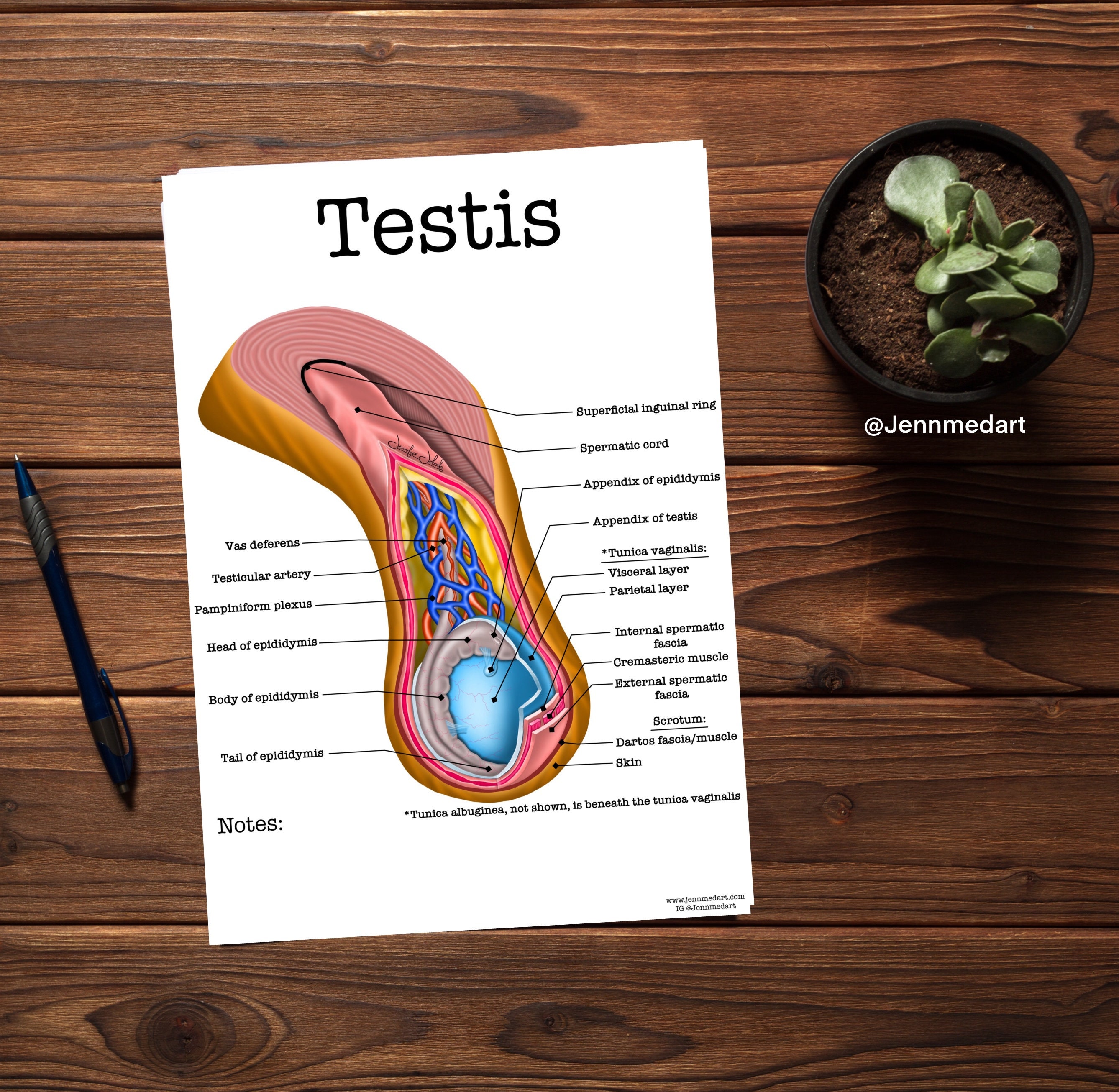 Testis Anatomy Worksheet Single Filled Digital Download Human Anatomy