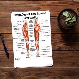 Muscles of the Lower Extremities Anatomy Coloring Page- LABELED ...