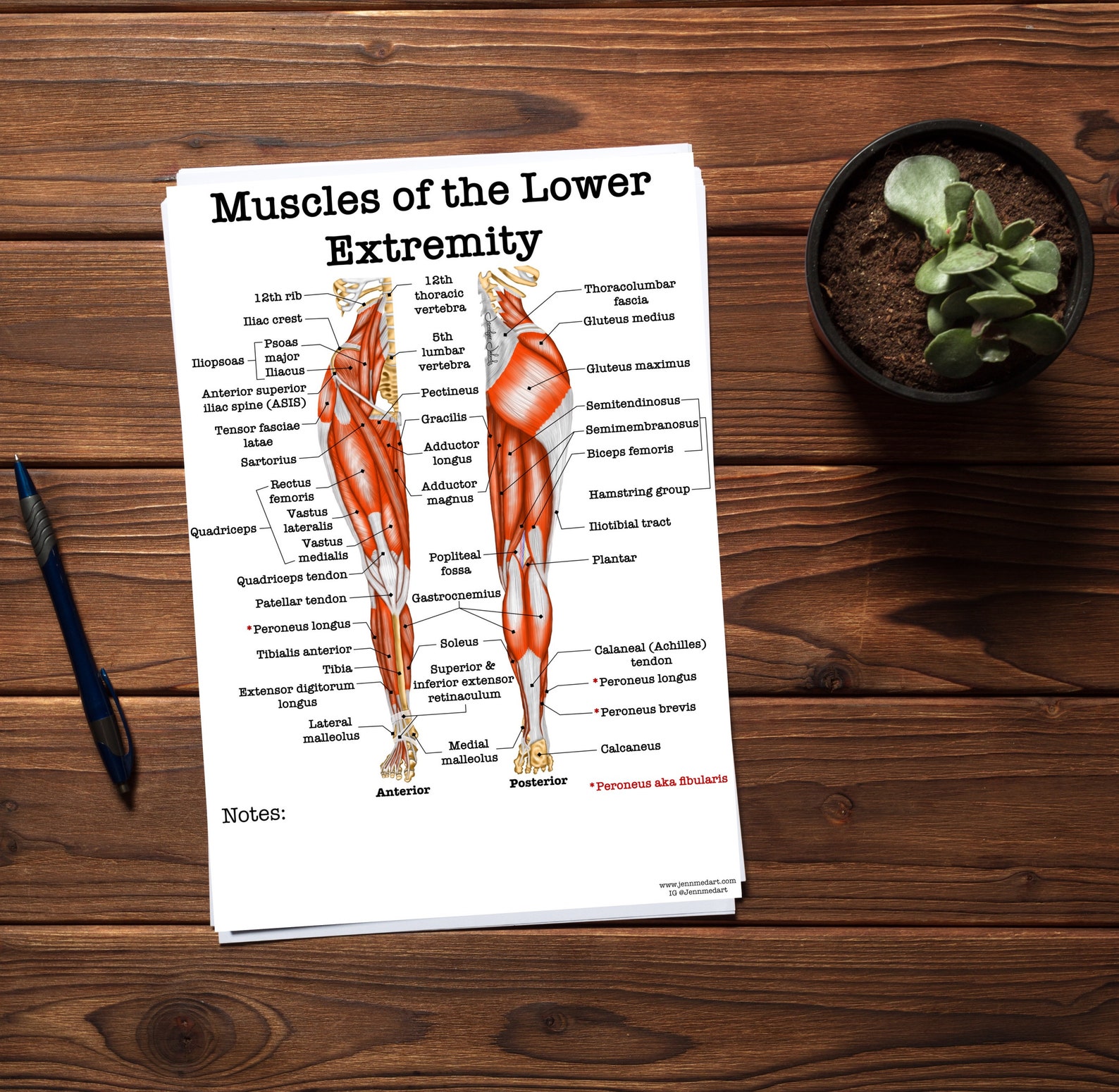 Muscles of the Lower Extremity Anatomy Worksheet- Single FILLED ...