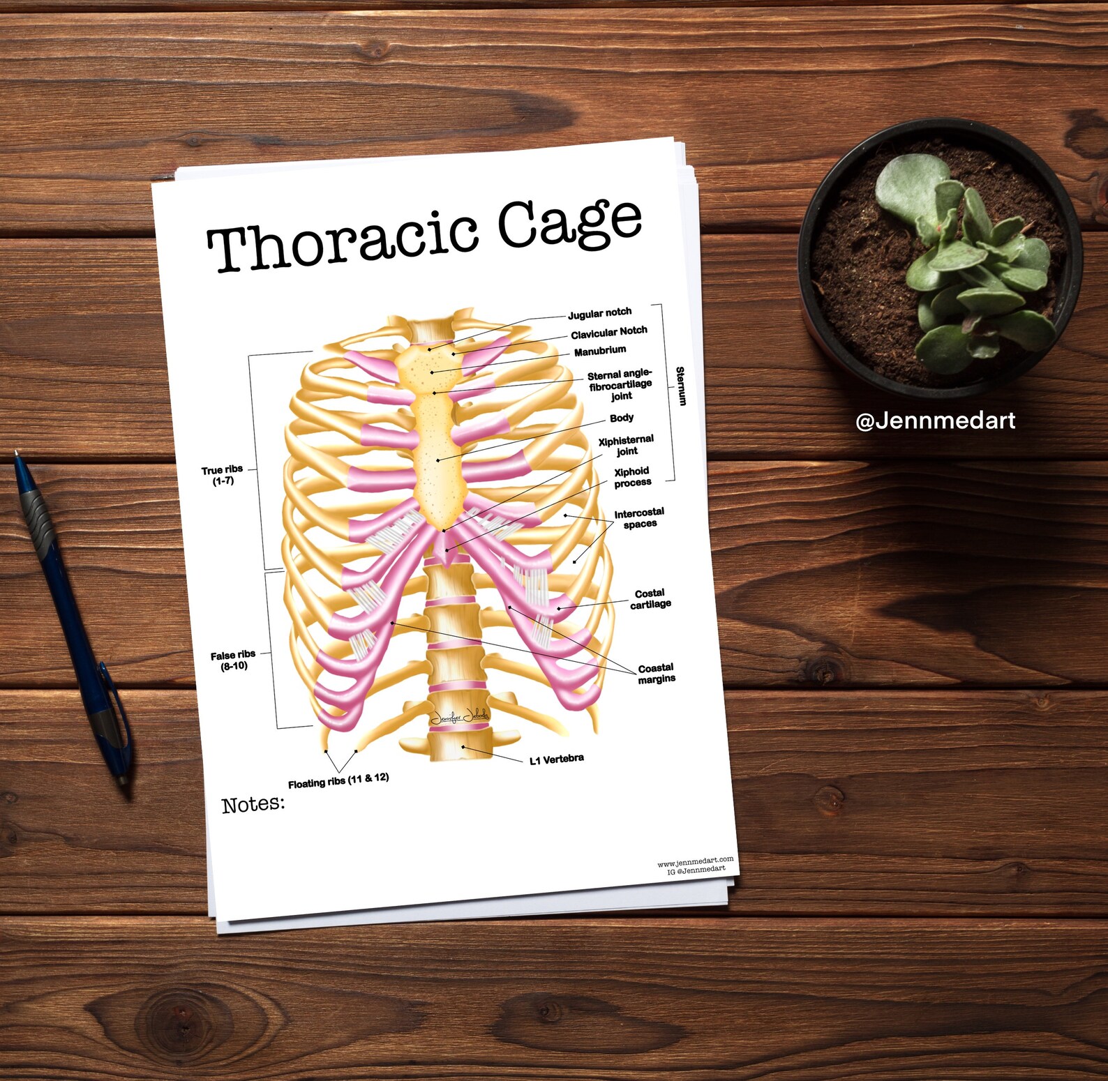 Thoracic Cage Anatomy Worksheet Single FILLED Digital Download Human ...