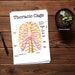 Thoracic Cage Anatomy Coloring Page LABELED Digital Download Ribcage ...