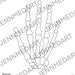 Bones of Hand Anatomy Coloring Page- BLANK- Digital Download Finger ...