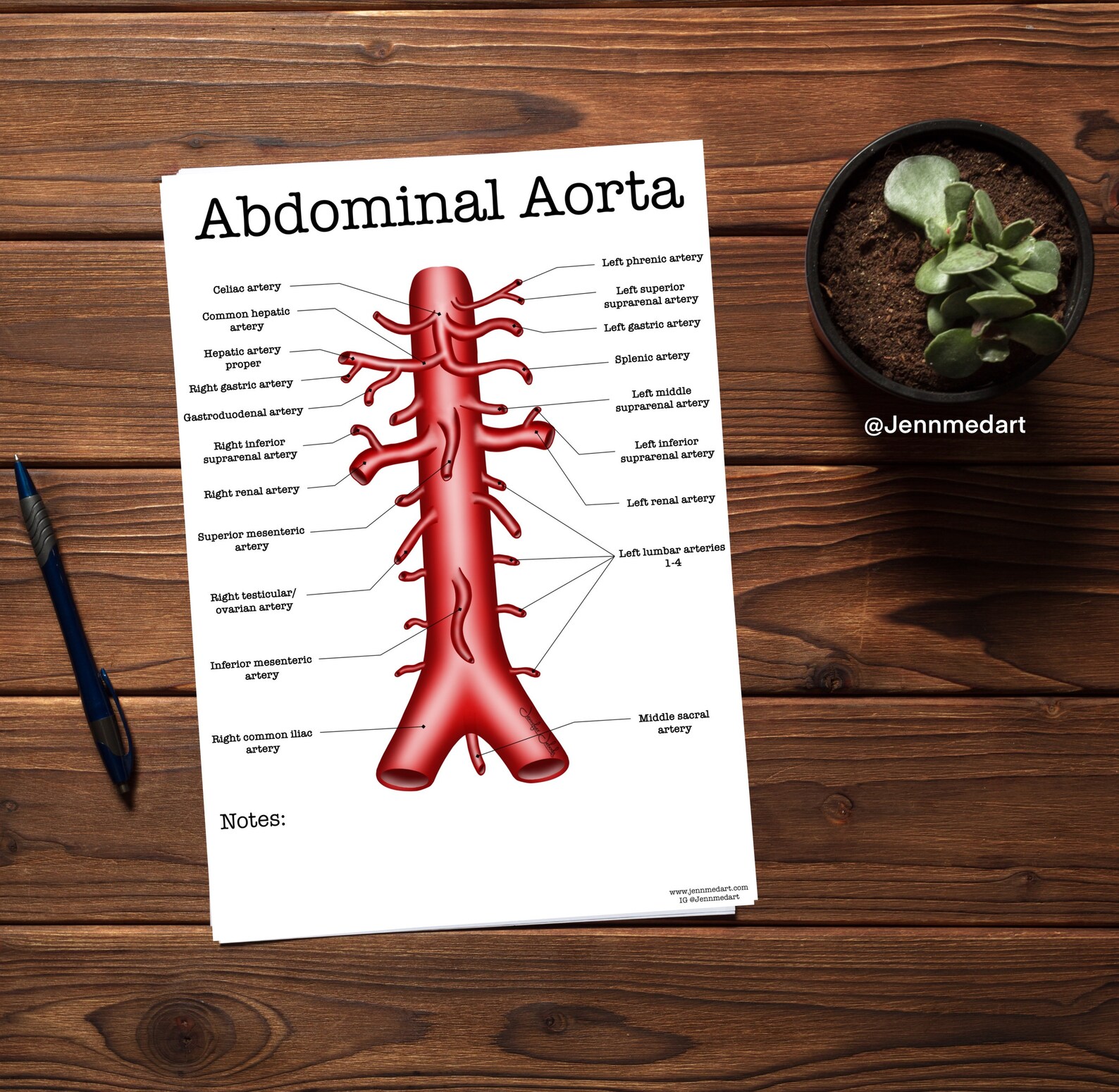 Abdominal Aorta Anatomy Worksheet- Single FILLED- Digital Download ...
