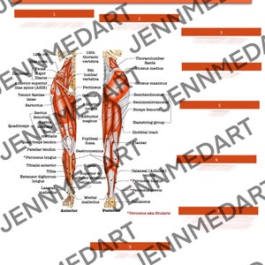 Muscles of the Lower Extremities Anatomy QUIZ Worksheet + Answers ...
