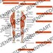 Muscles of the Lower Extremities Anatomy QUIZ Worksheet + Answers ...