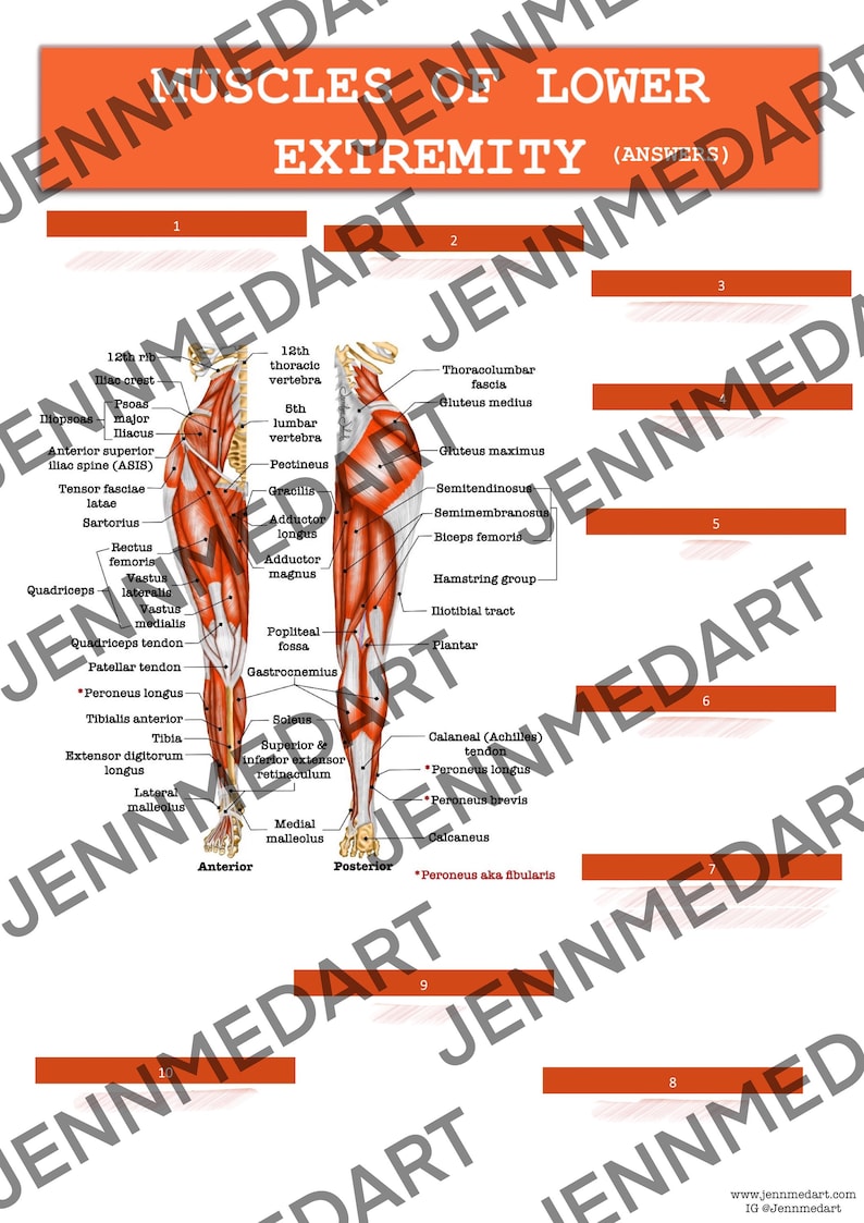 Buy Muscles of the Lower Extremities Anatomy QUIZ Worksheet Answers ...