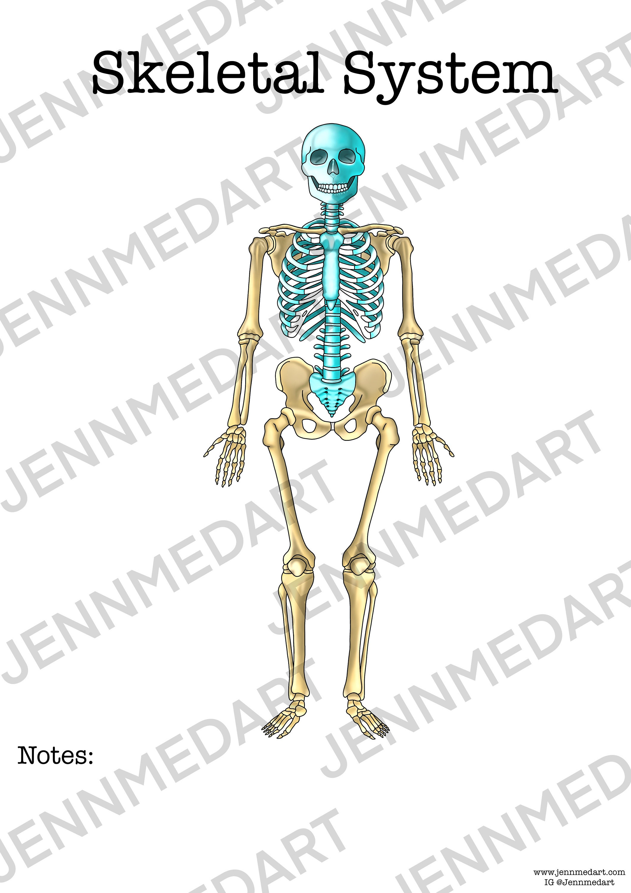 Skeletal System Not Labeled