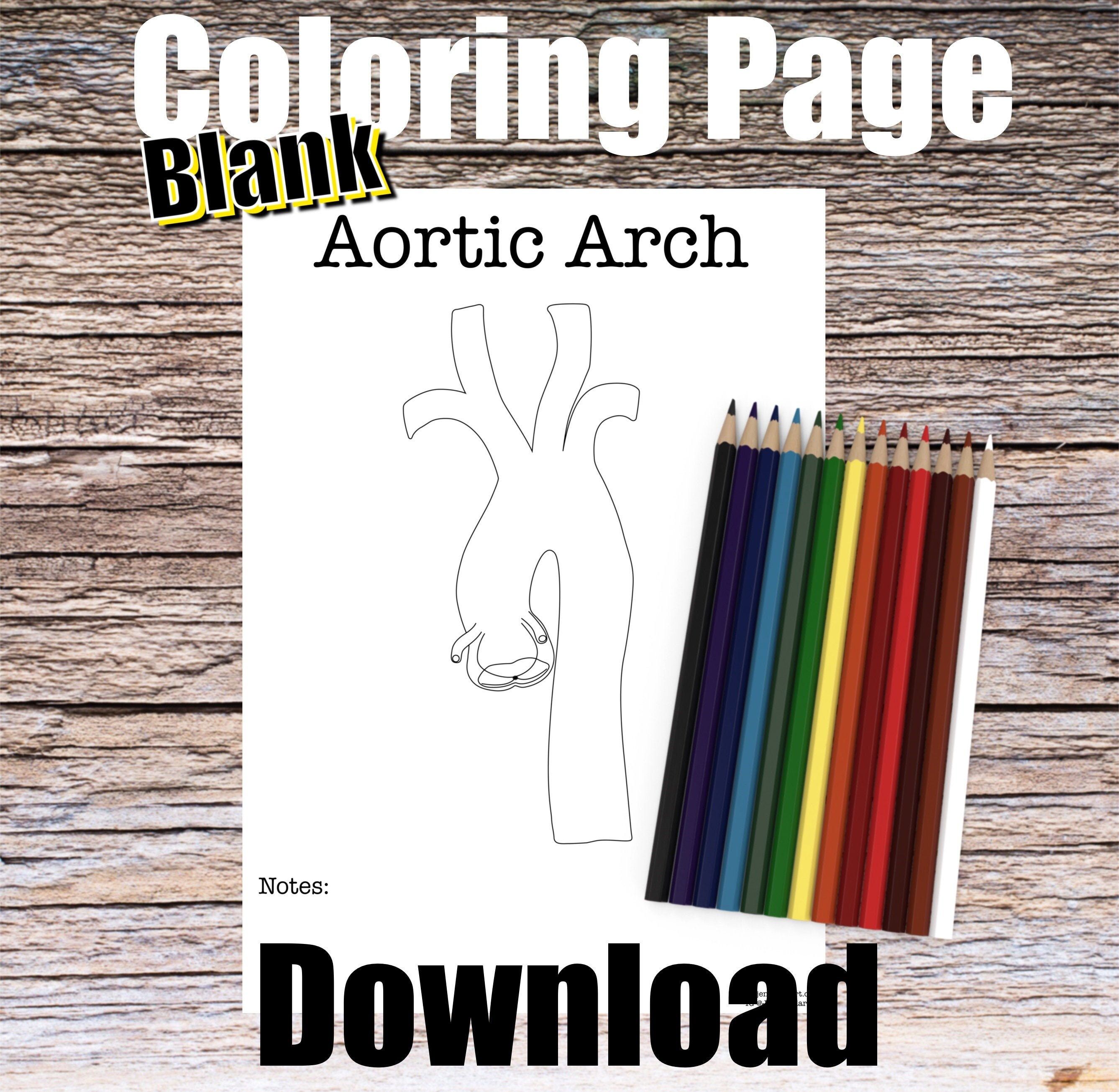 Aortic Arch Anatomy Coloring Page- BLANK- Digital Download Aorta Heart ...