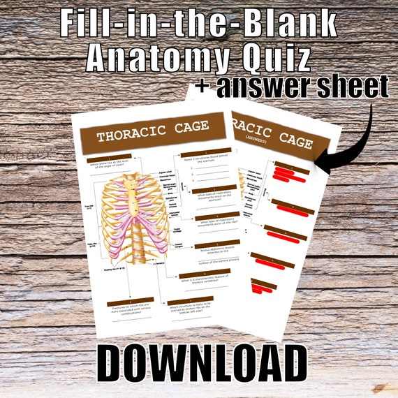 Thoracic Cage Anatomy QUIZ Worksheet Answers Digital | Etsy