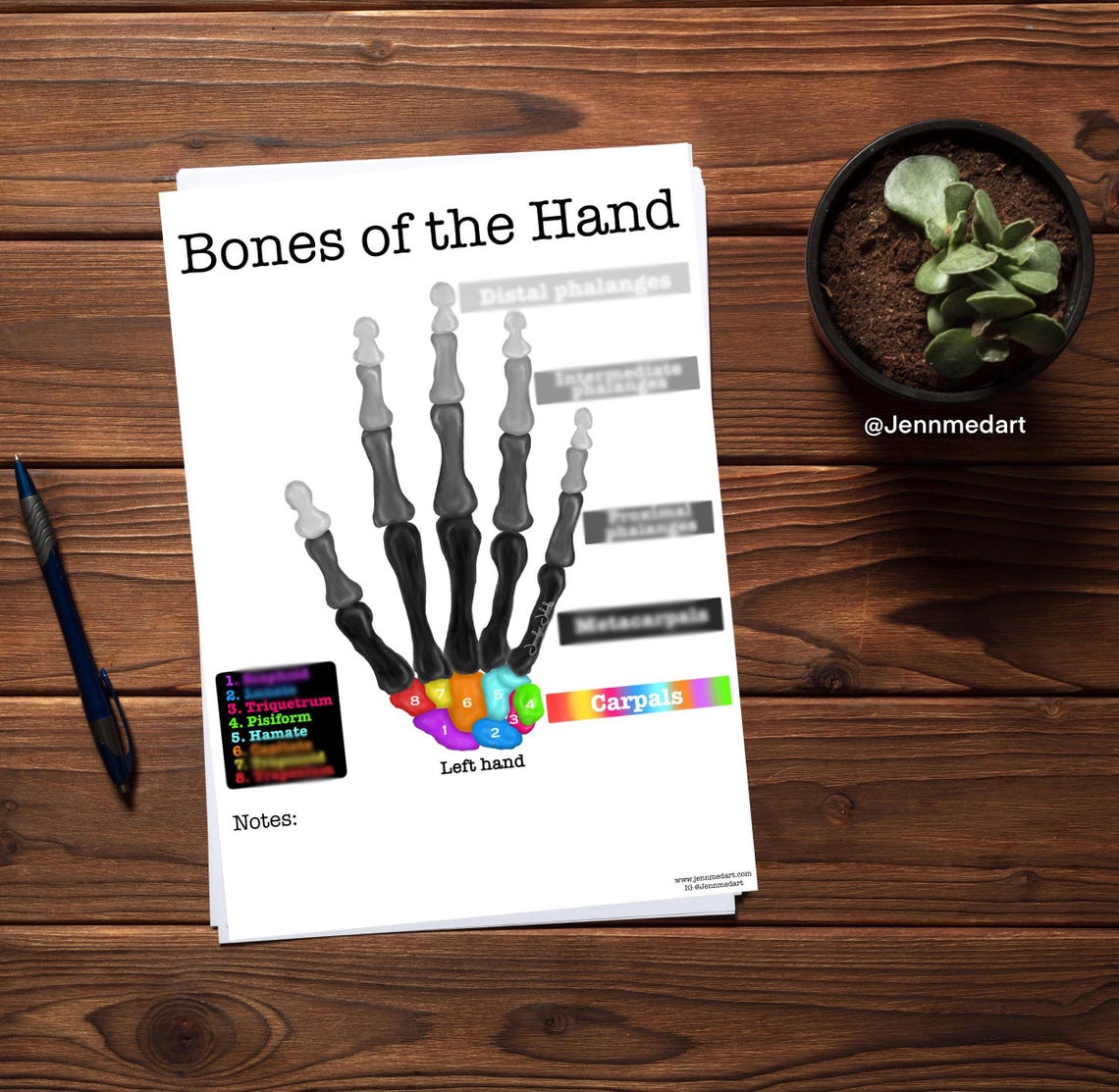 Bones of Hand Anatomy Coloring Page- BLANK- Digital Download Finger ...