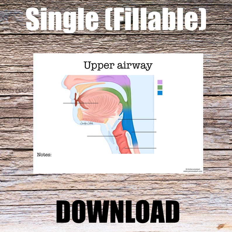 Upper Airway Anatomy Worksheet- Single FILLABLE- Digital Download Human ...