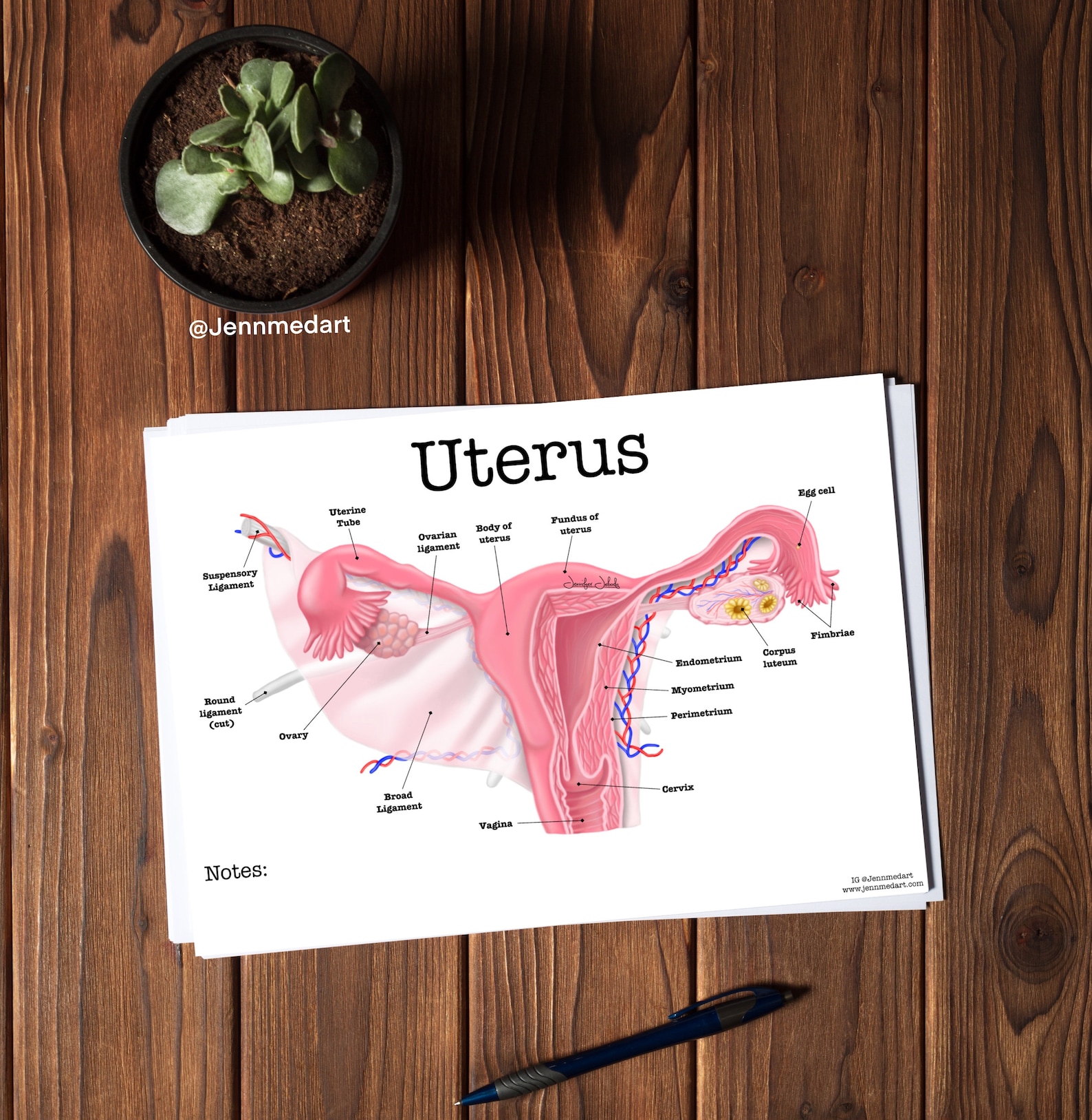 Uterus Anatomy Worksheet SINGLE FILLED | Etsy