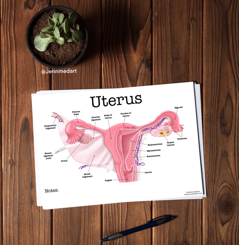 Uterus Anatomy Worksheet Single FILLED Digital Download Human Anatomy ...