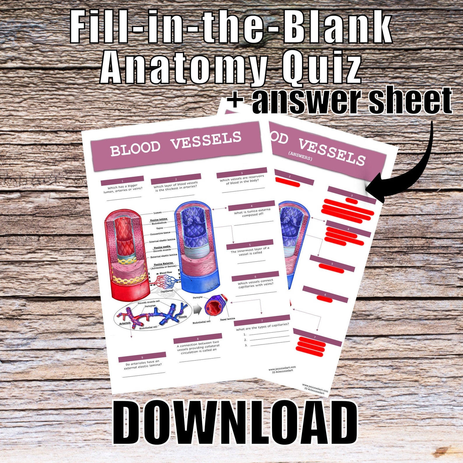 Blood Vessels Anatomy QUIZ Worksheet + Answers - Digital Download ...