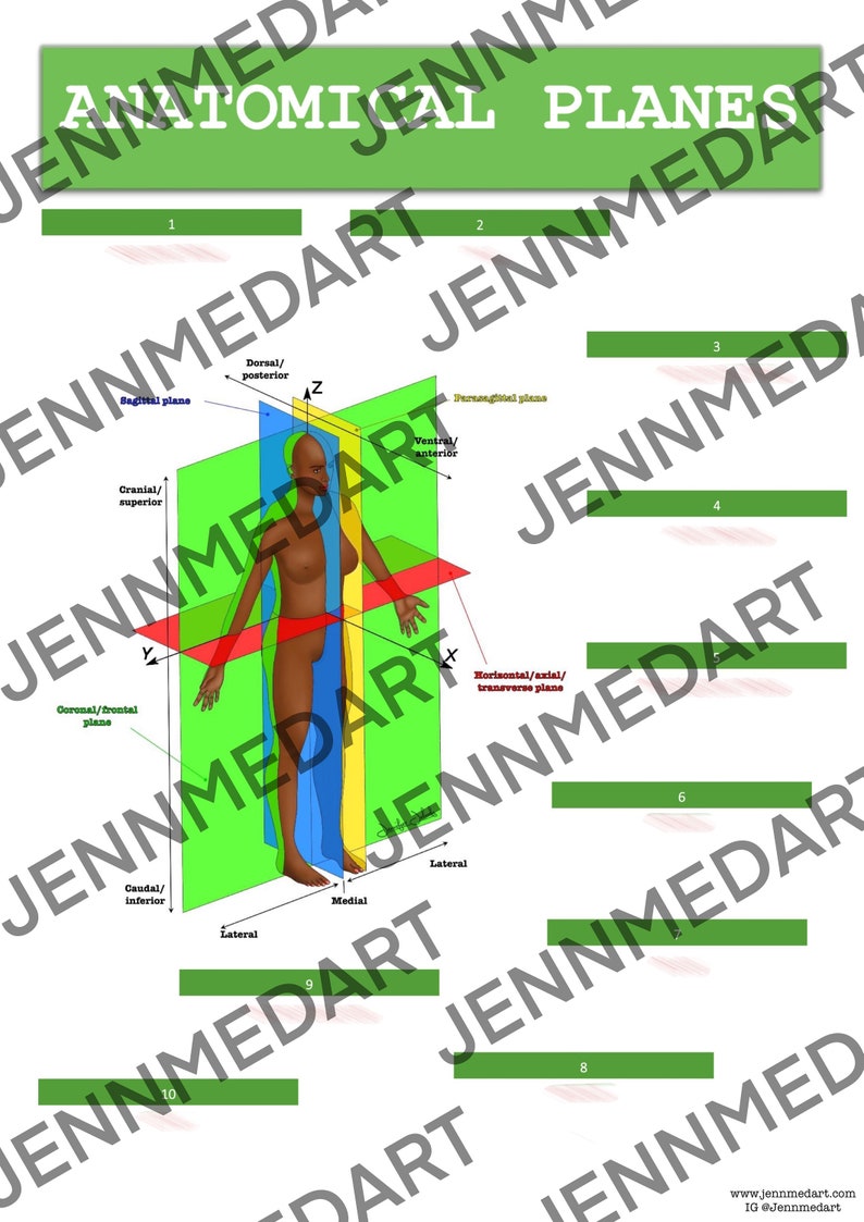 Anatomical Planes Anatomy QUIZ Worksheet + Answers - Digital Download ...