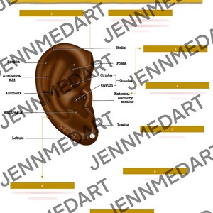 External Ear Anatomy QUIZ Worksheet + Answers- Digital Download ...