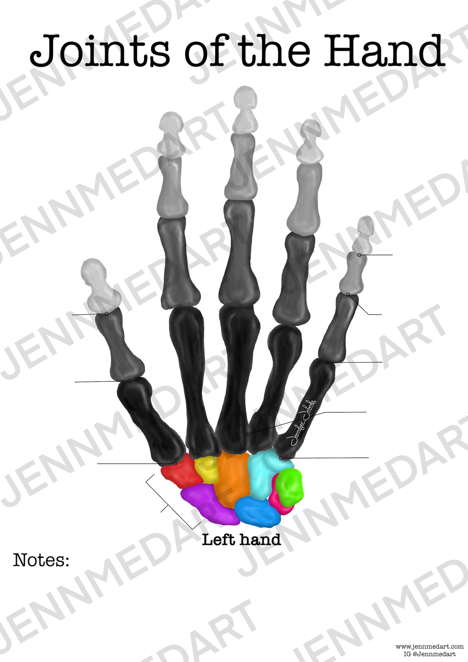 Joints of the Hand Anatomy Worksheet SINGLE FILLABLE | Etsy