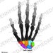 Joints of the Hand Anatomy Worksheet Single FILLABLE Digital Download ...