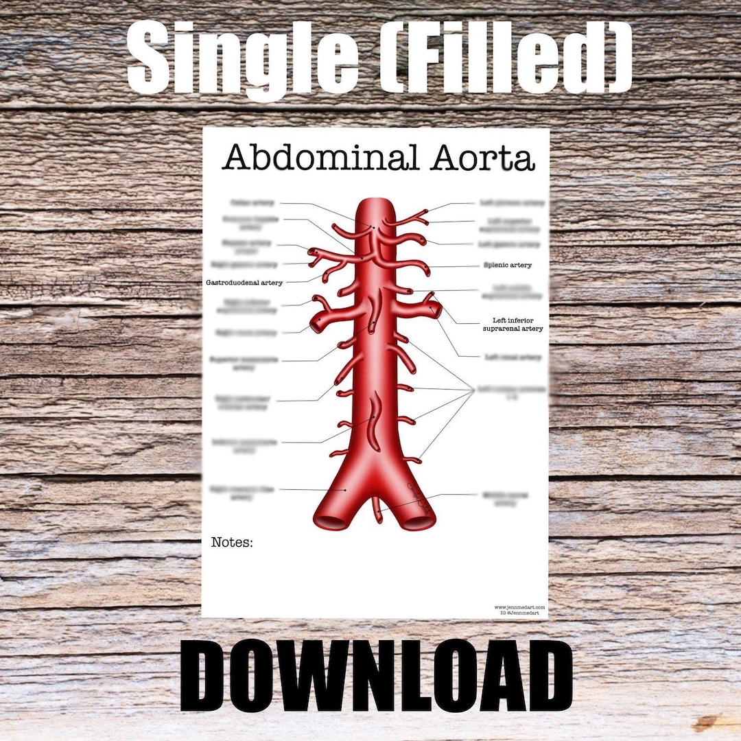 Abdominal Aorta Anatomy Worksheet- Single FILLED- Digital Download ...