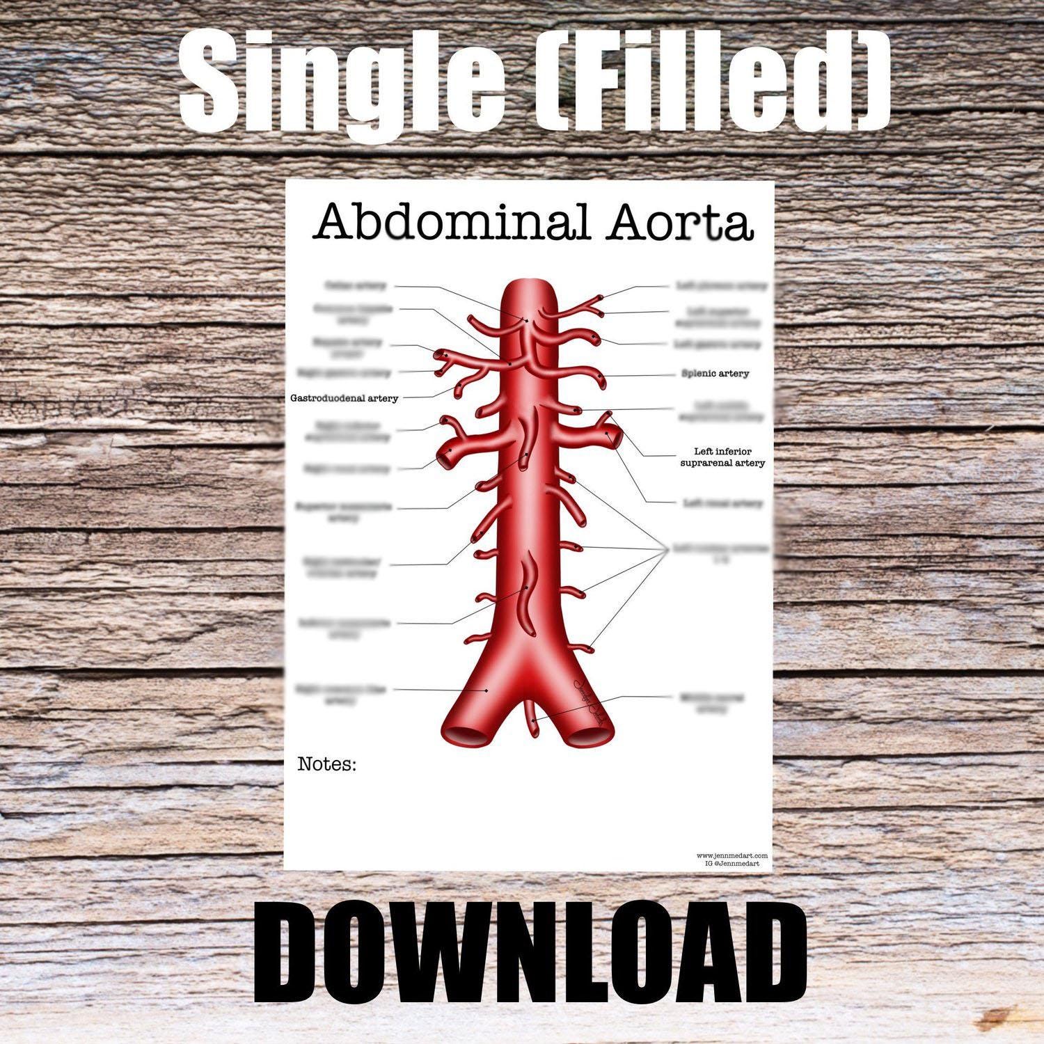 Abdominal Aorta Anatomy Worksheet- Single FILLED- Digital Download ...