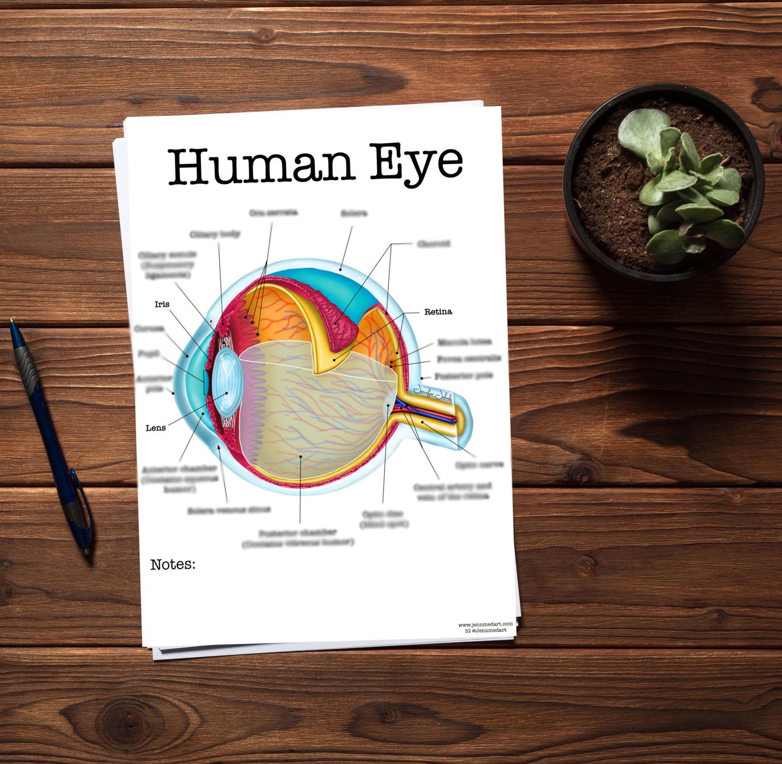 Human Eye Anatomy Worksheet- Single FILLABLE- Digital Download Human ...