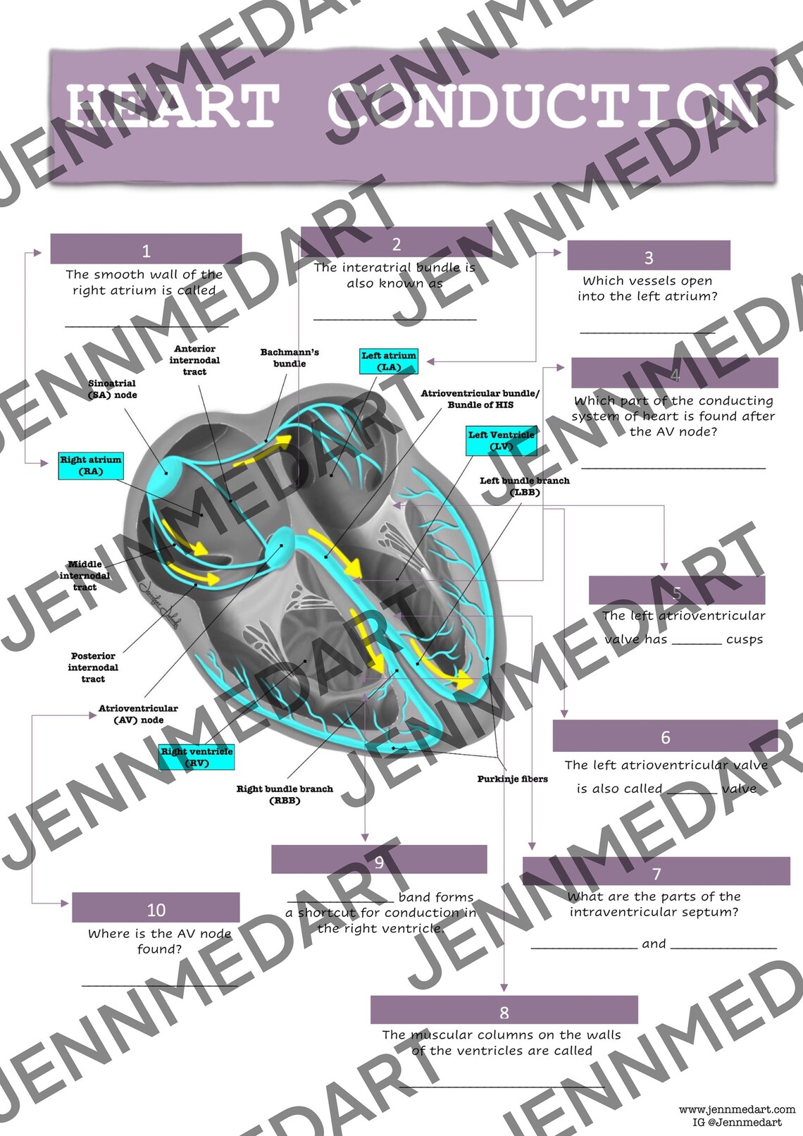 Heart Conduction Anatomy QUIZ Worksheet + Answers - Digital Download ...