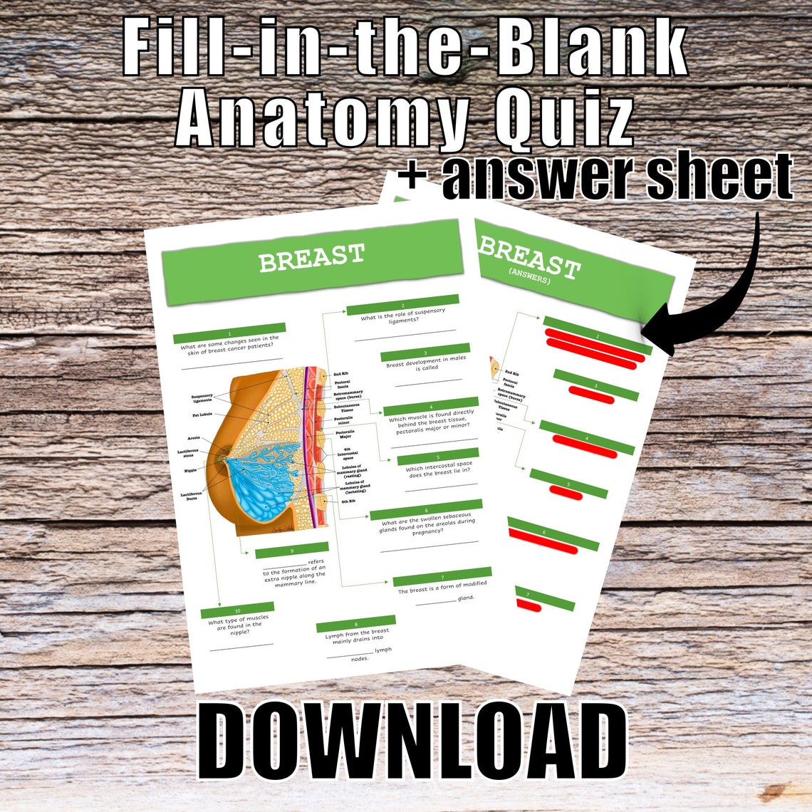 Breast Anatomy QUIZ Worksheet + Answers - Digital Download Printable ...