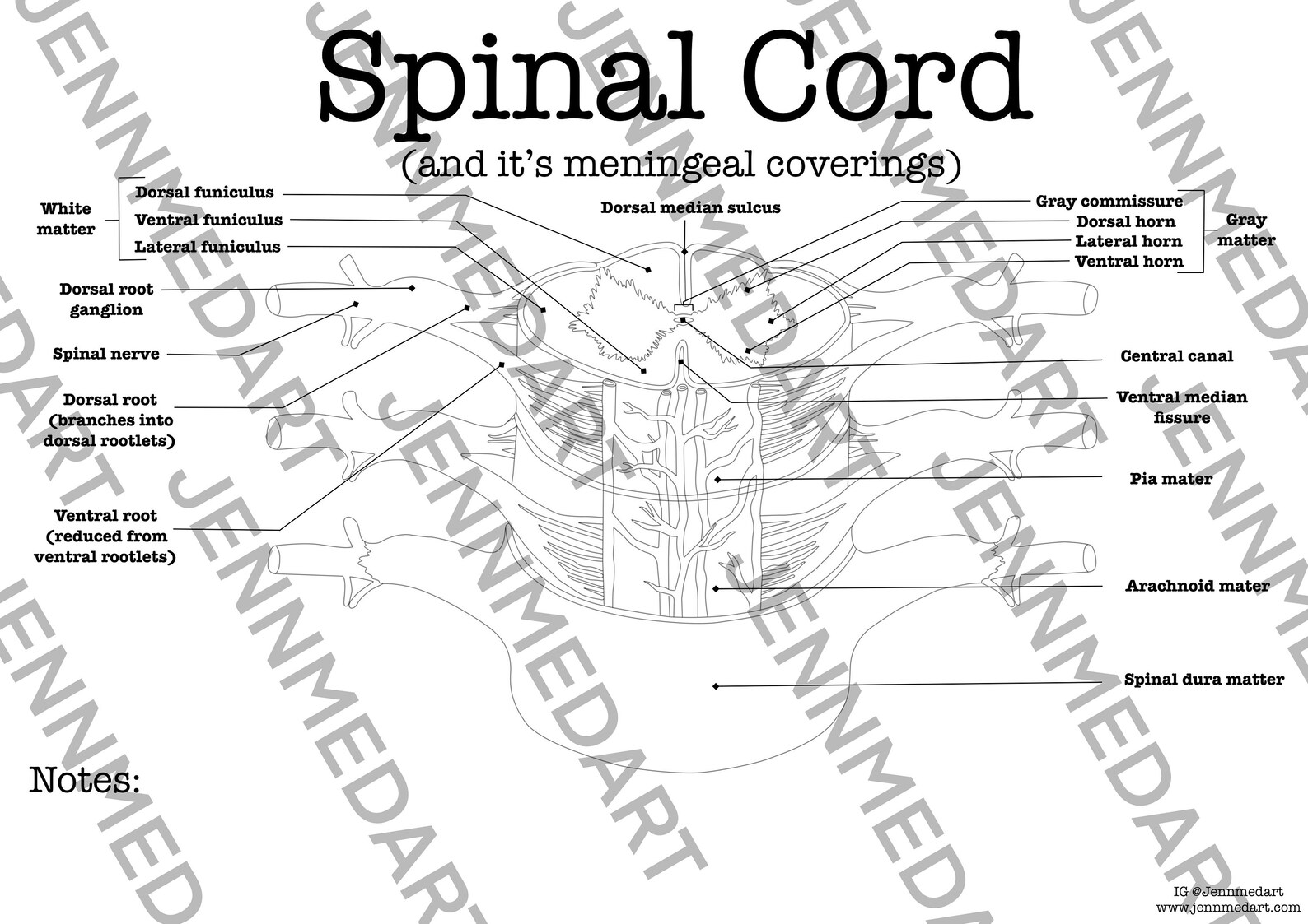 Spinal Cord Anatomy Coloring Page- LABELED- Digital Download Spine ...