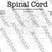 Spinal Cord Anatomy Coloring Page LABELED Digital Download Spine ...