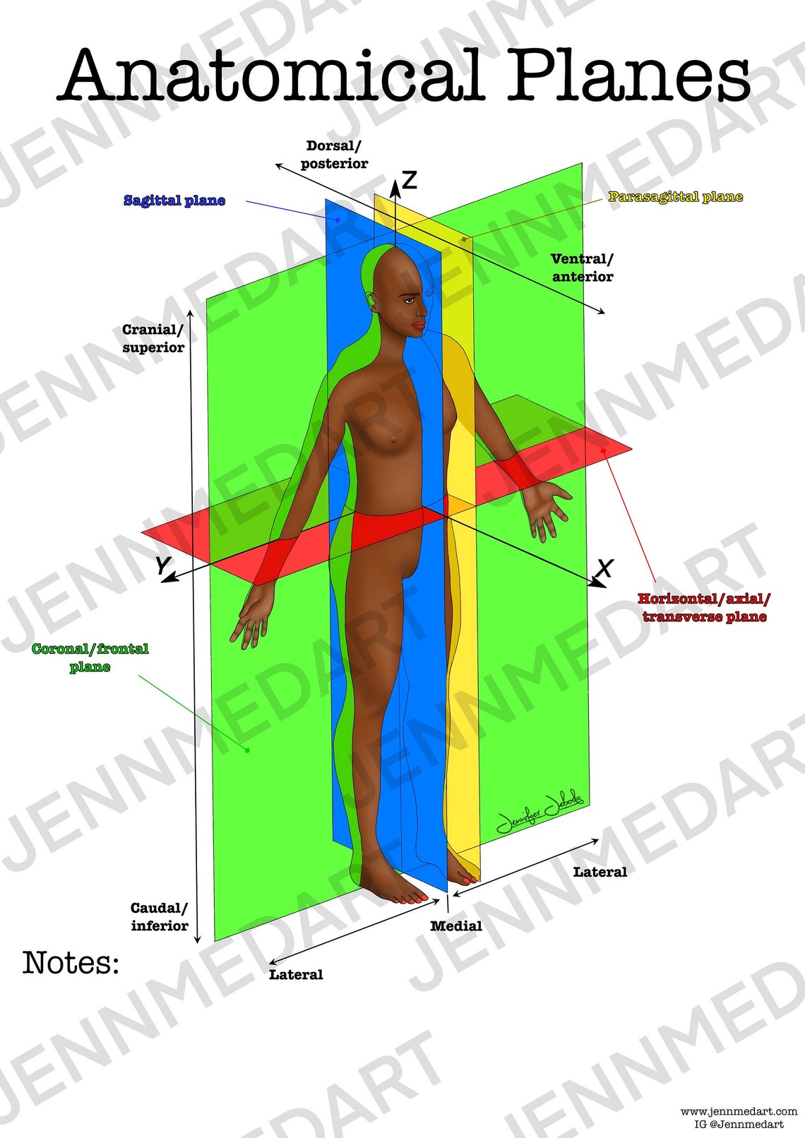 Anatomical Planes Anatomy Worksheet- Single FILLED- Digital Download ...
