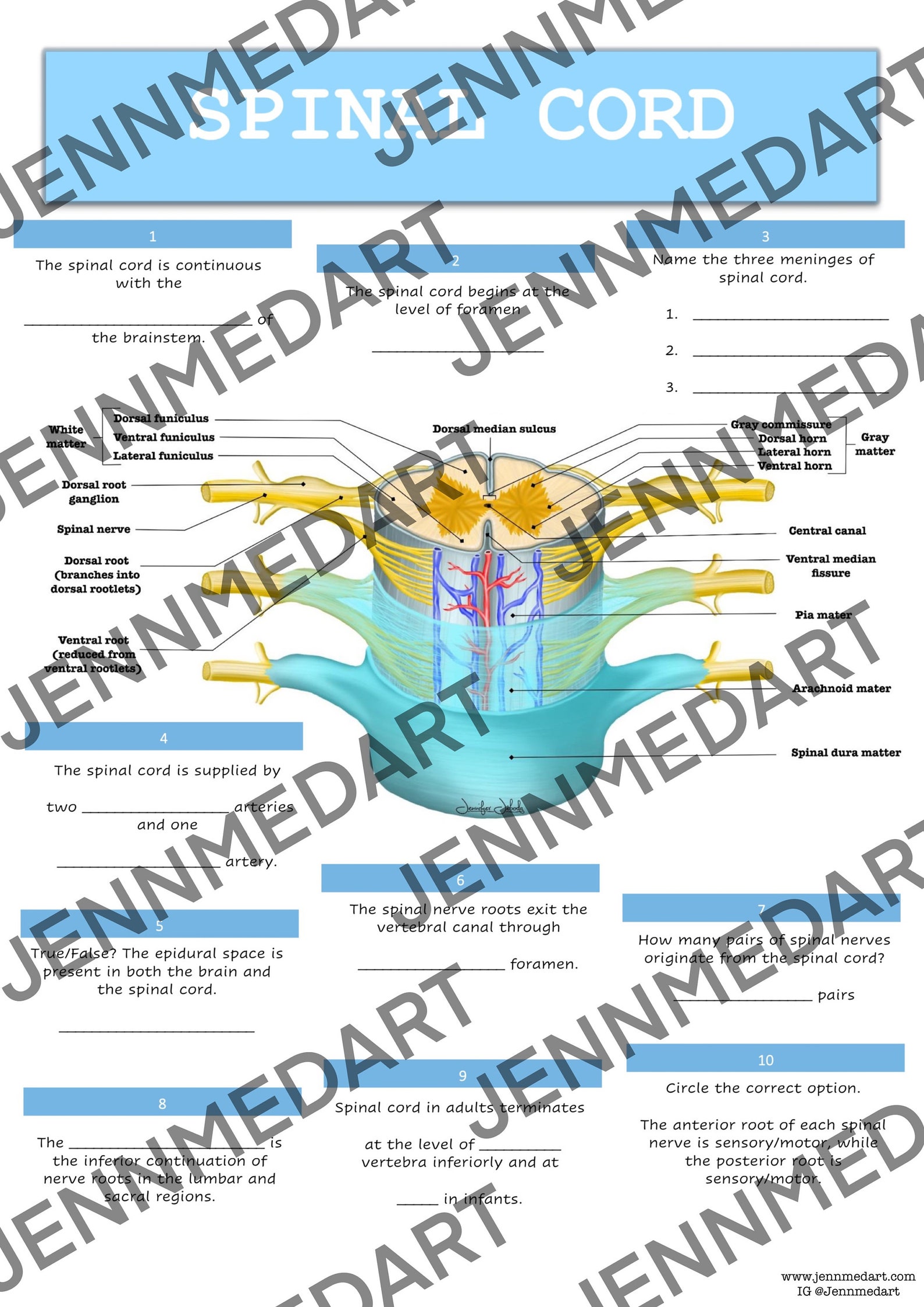 Spinal Cord Anatomy QUIZ Worksheet + Answers - Digital Download ...