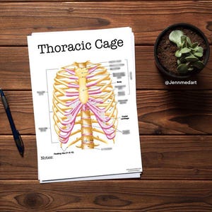 Thoracic Cage Anatomy Coloring Page- BLANK- Digital Download Ribcage ...