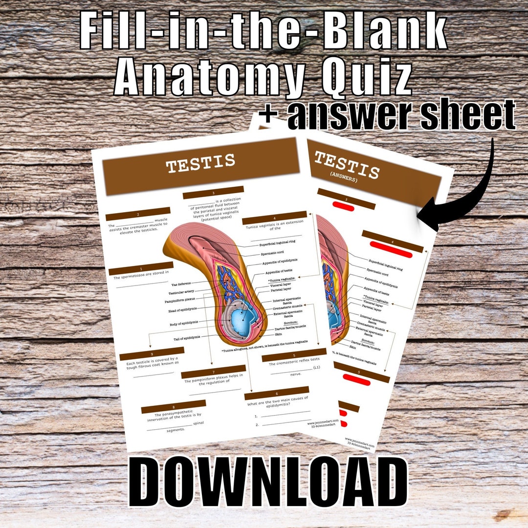 Testis Anatomy QUIZ Worksheet + Answers - Digital Download Printable ...