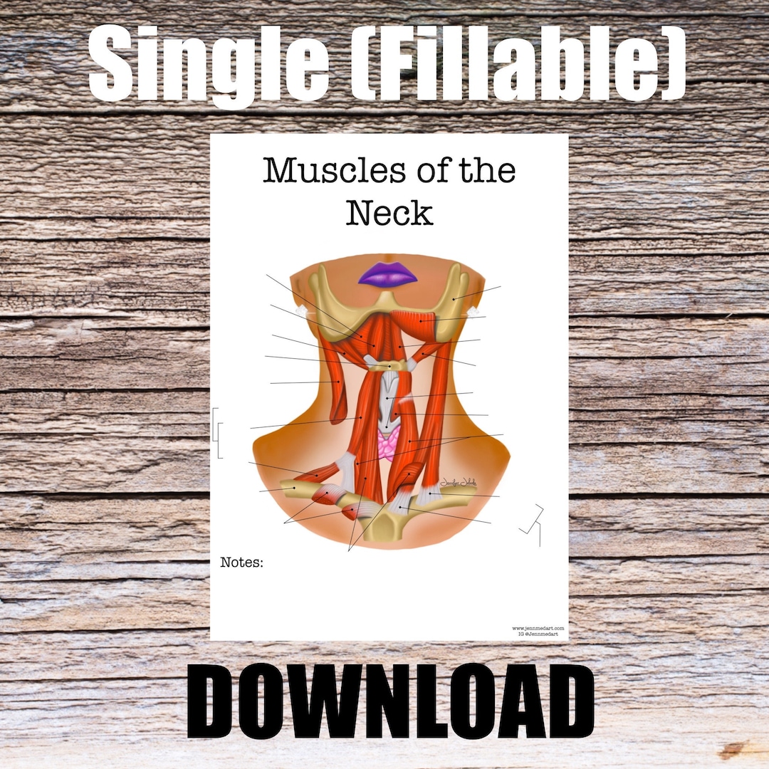 Muscles of the Neck Anatomy Worksheet- Single FILLABLE- Digital ...