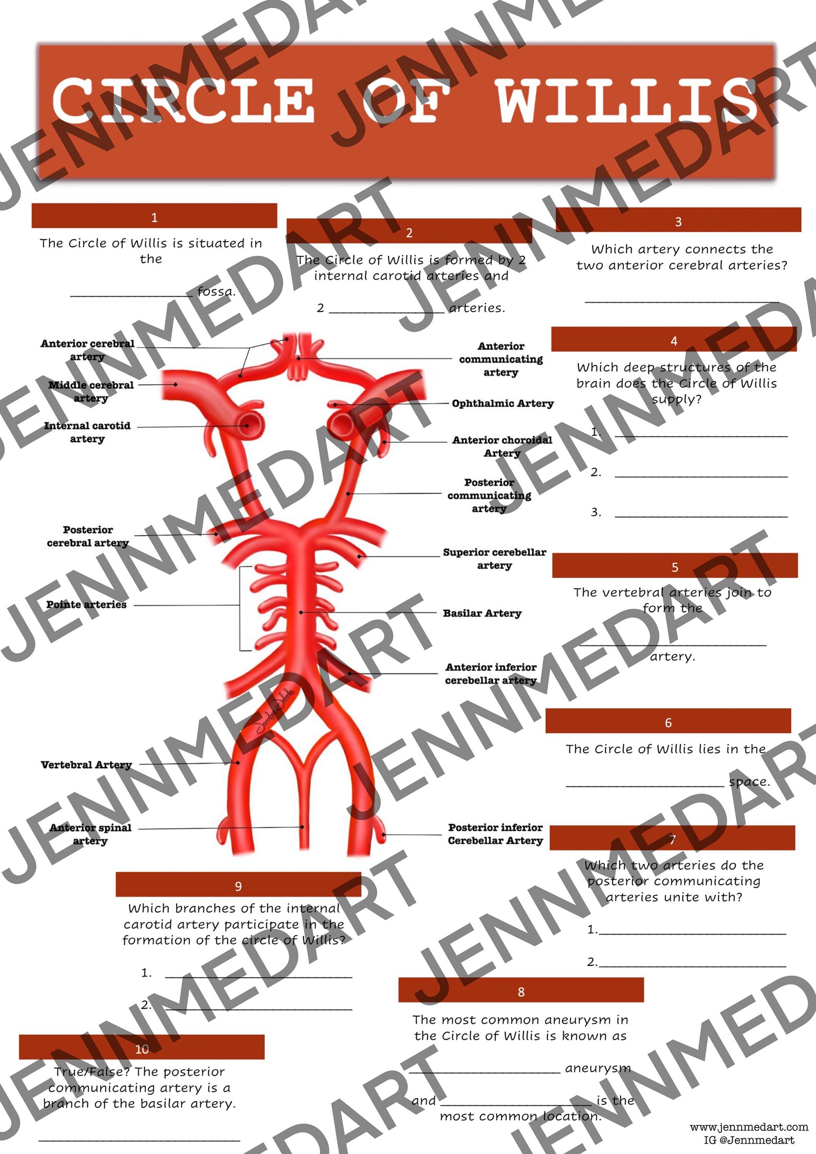 Circle of Willis Anatomy QUIZ Worksheet + Answers - Digital Download ...